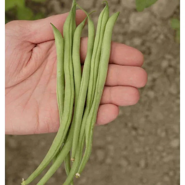 West Coast Seeds Beans - Maxibel Filet Organic 20g – Irvine Tack ...