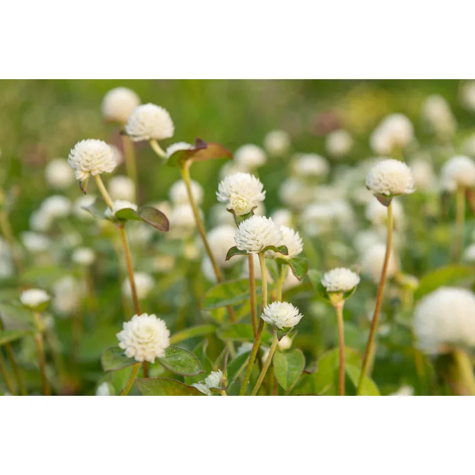 West Coast Seeds - Flower Seeds - White Gomphrena 50 Seeds – Irvine ...