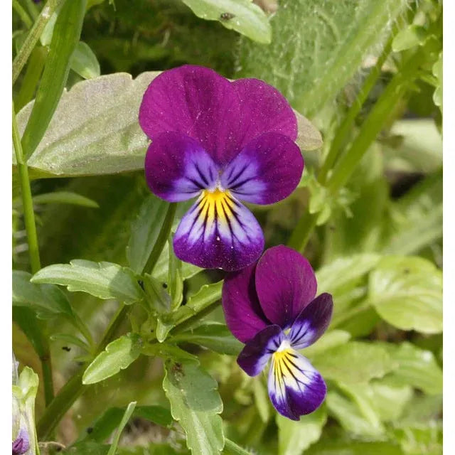West Coast Seeds Flower Seeds - Pansies & Violas - Johnny Jump Up 0.25 ...